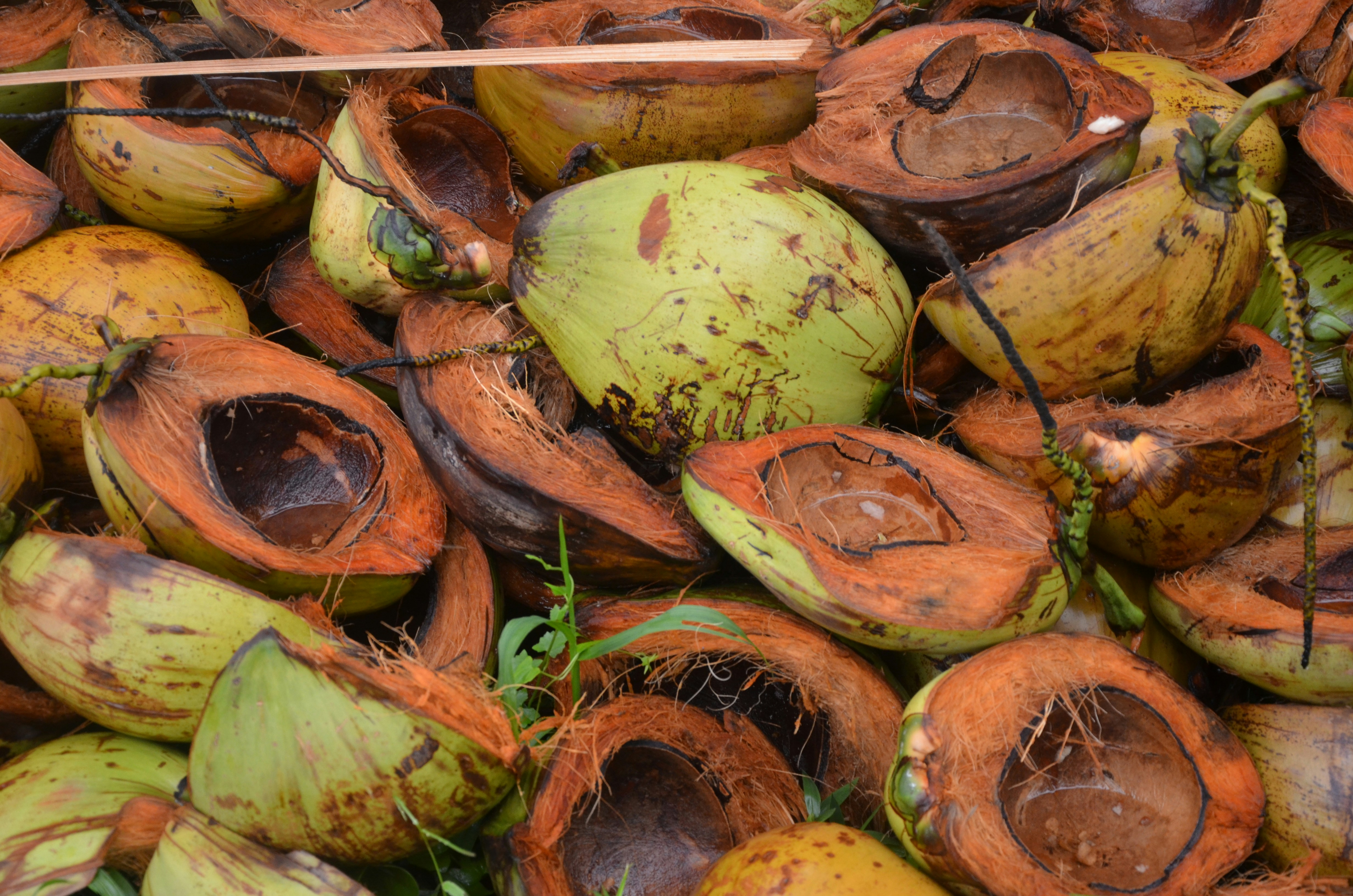 Green Coconut Husk Uses