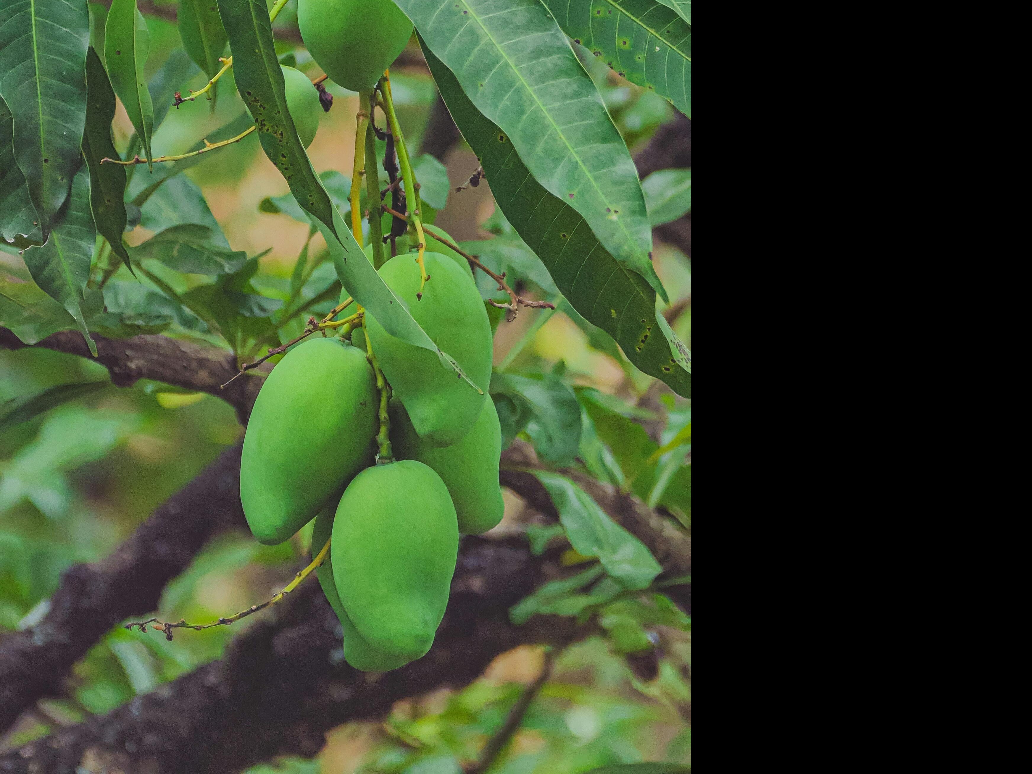 7 Health Benefits Of Mango Leaves