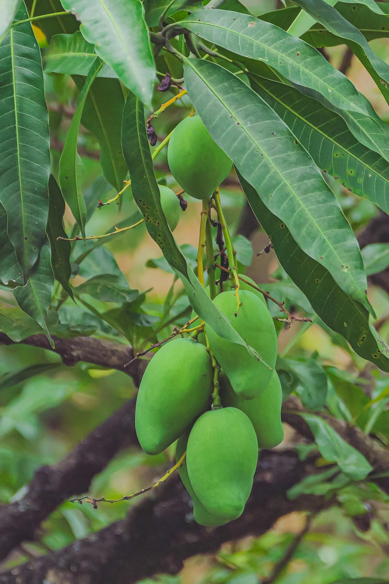 Mango Tree Leaves Health Benefits