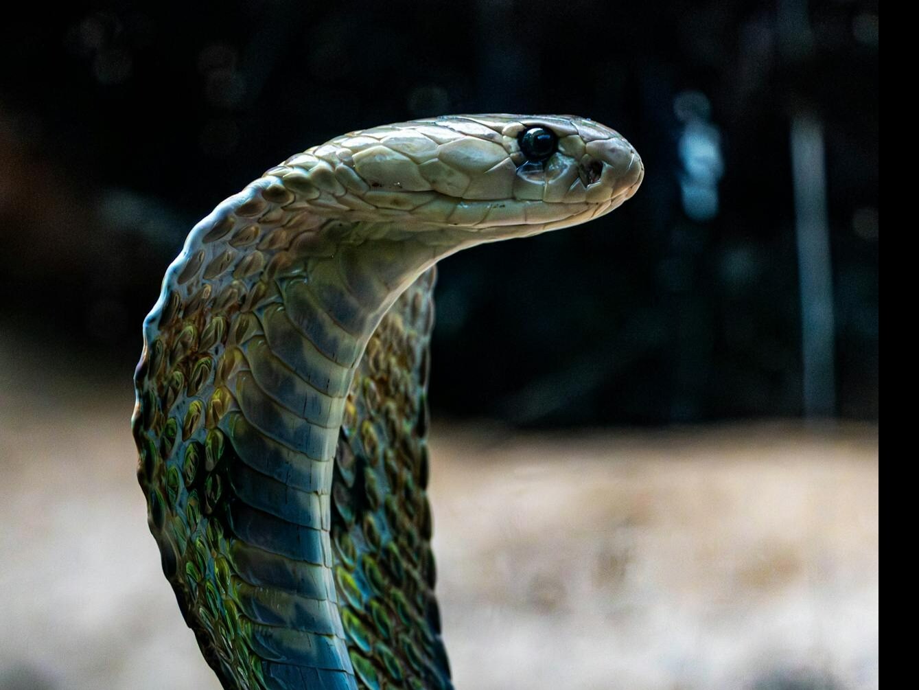7 Intriguing Facts About Snakes