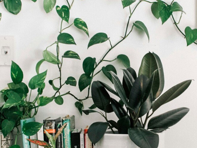 7 Plants That Can Improve Mental Health