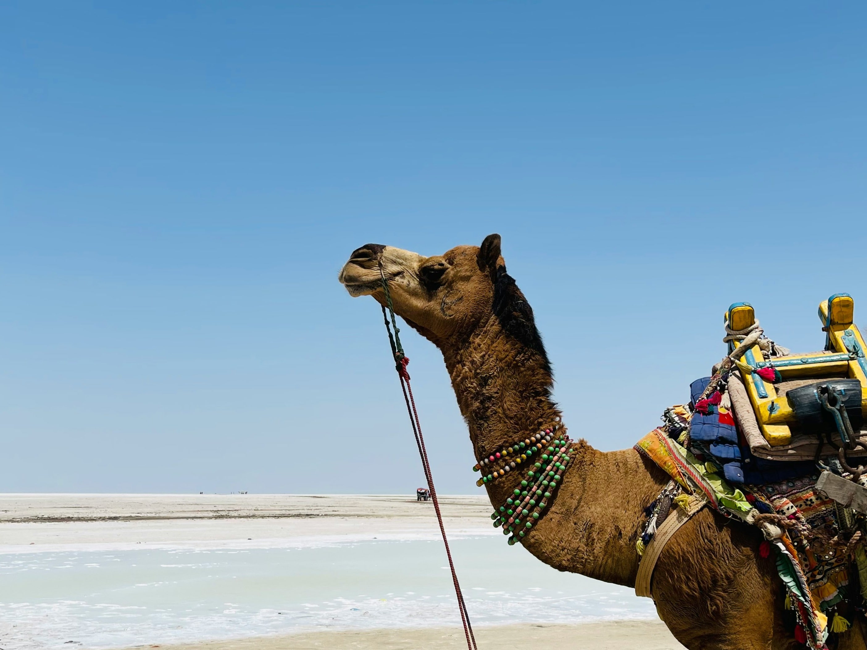 Like Navya Nanda Enjoying The Rann Of Kutch Festival, 7 Reasons Why You Should Visit Rann Of Kutch