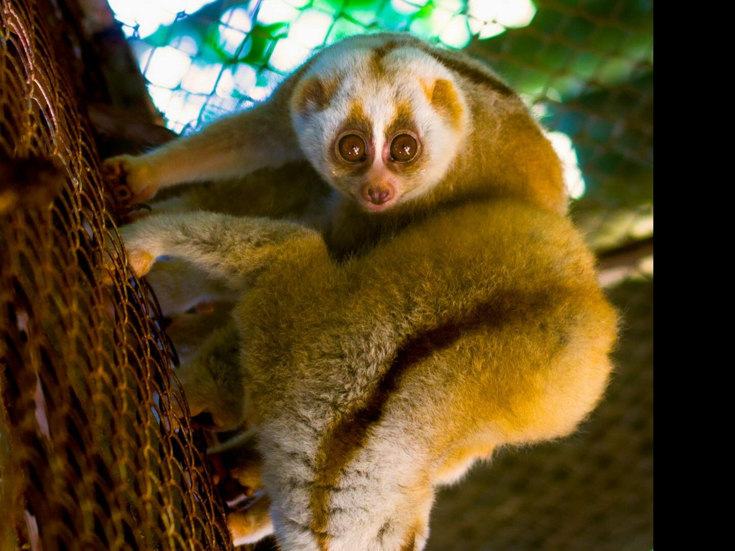 7 Slowest Animals In The World