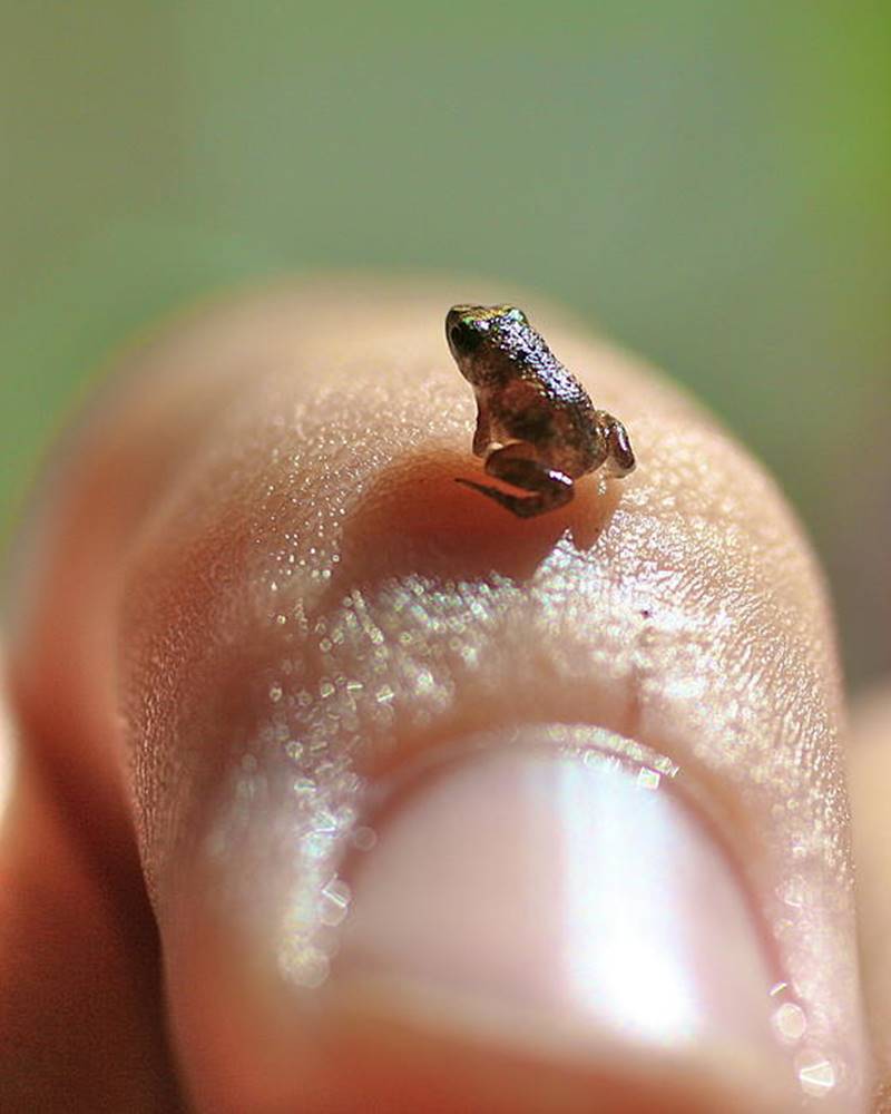 Smallest Animals In The World Ever