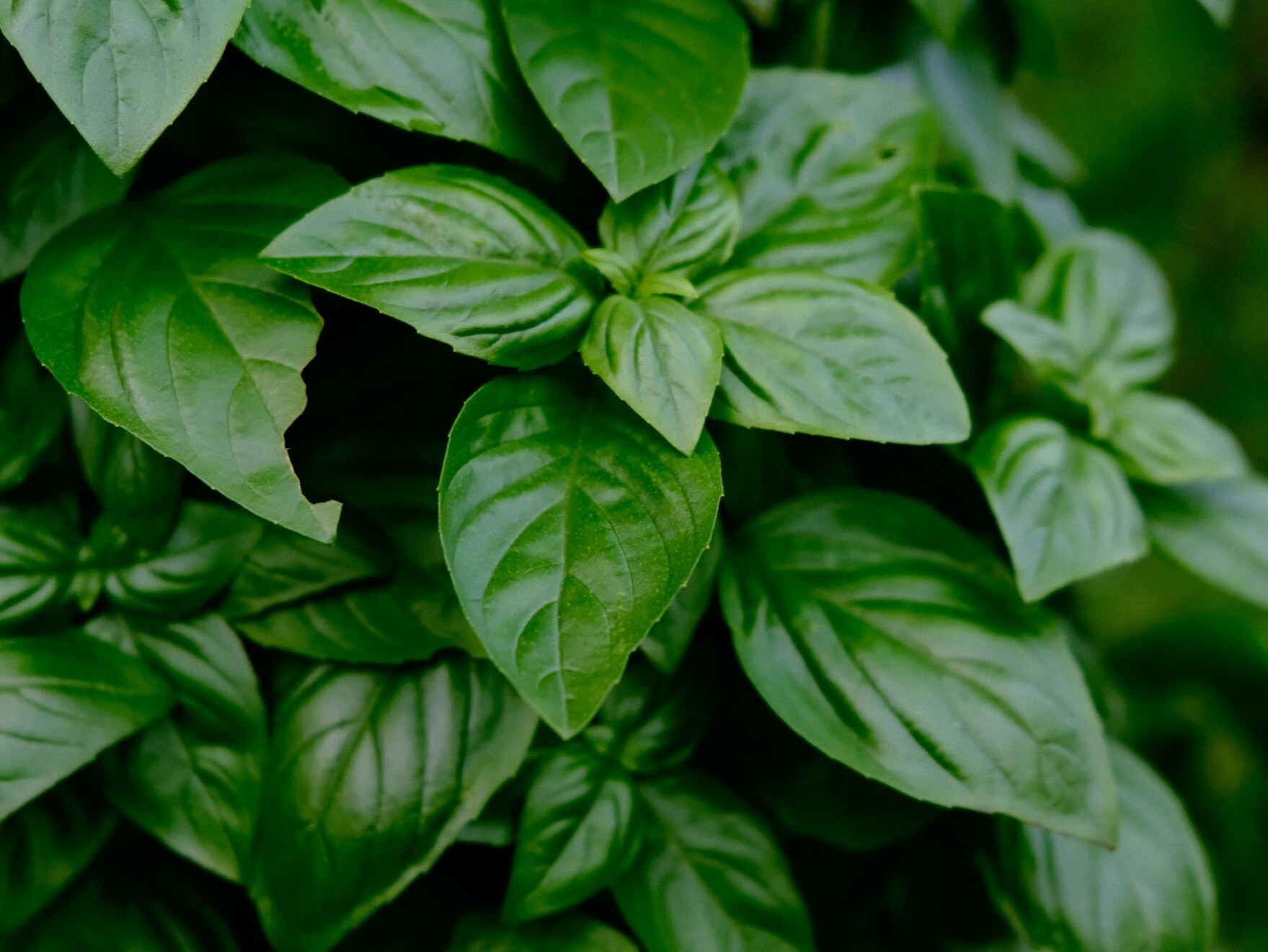 7 Ways Consuming Basil Boosts Our Health