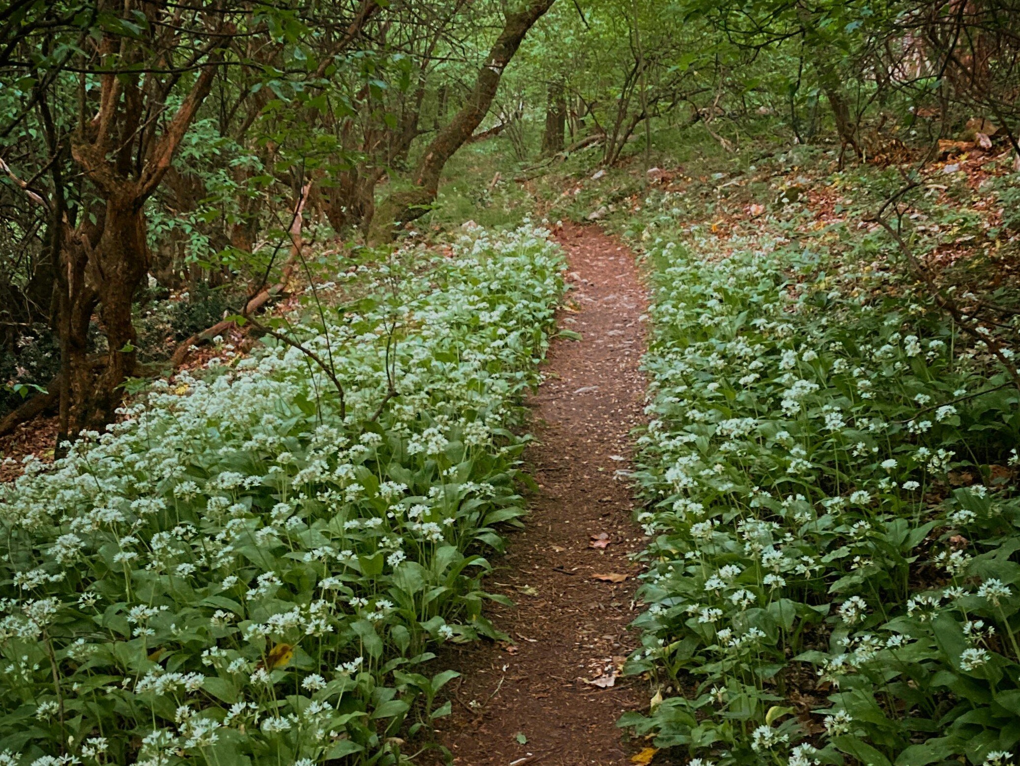 7 Ways Nature Walks Heal the Mind