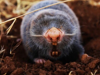 8 Animals That Are Naturally Blind