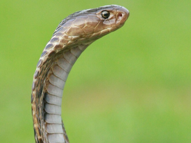 8 Animals That Hunt Cobras