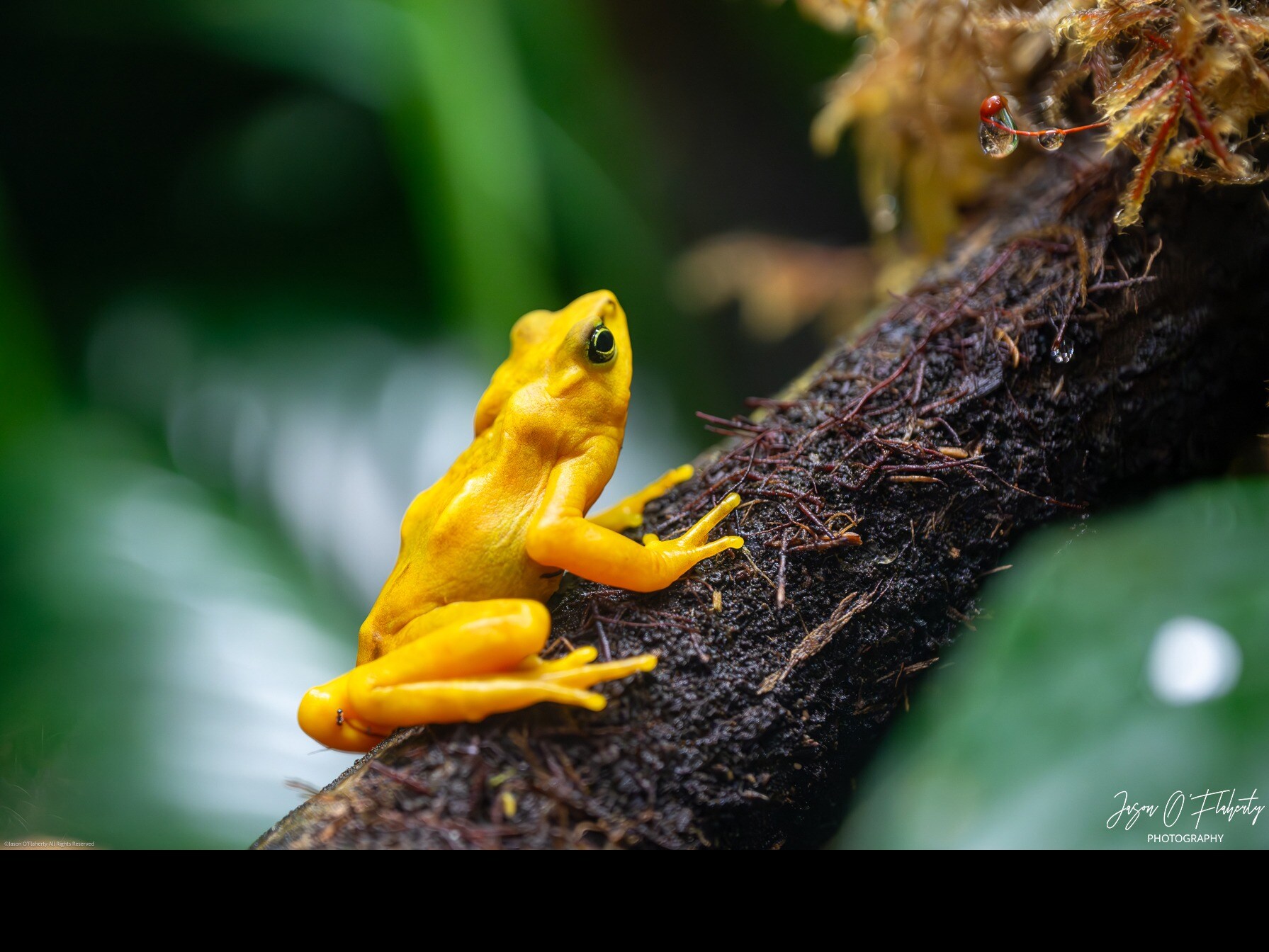 8 Animals That Recently Went Extinct