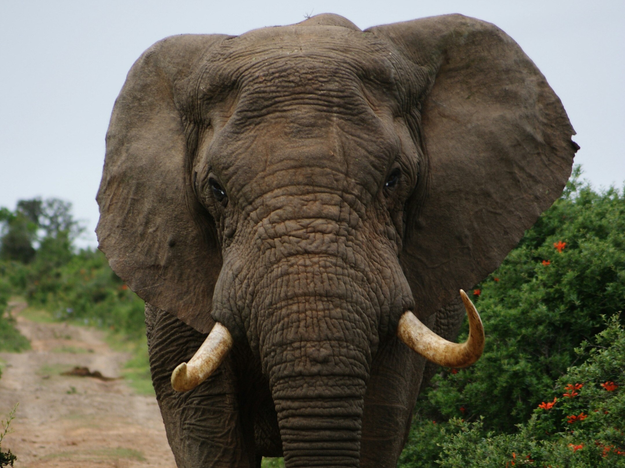 8 Animals With Exceptional Memory