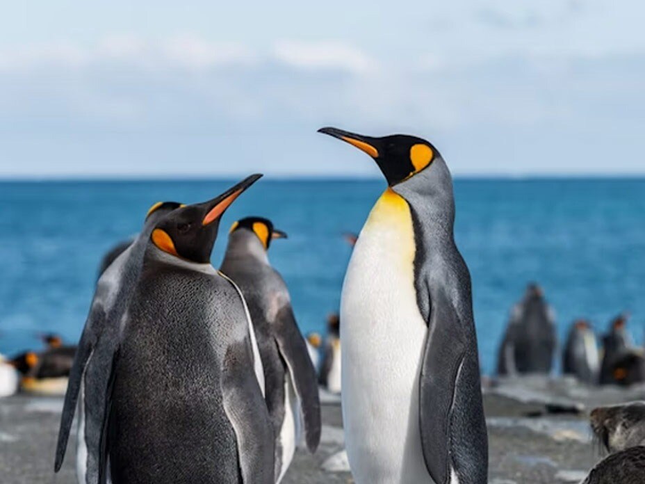 8 Birds That Cannot Fly