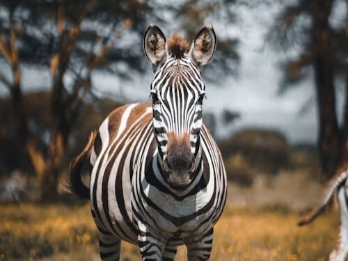 8 Fascinating Animals With Stripes