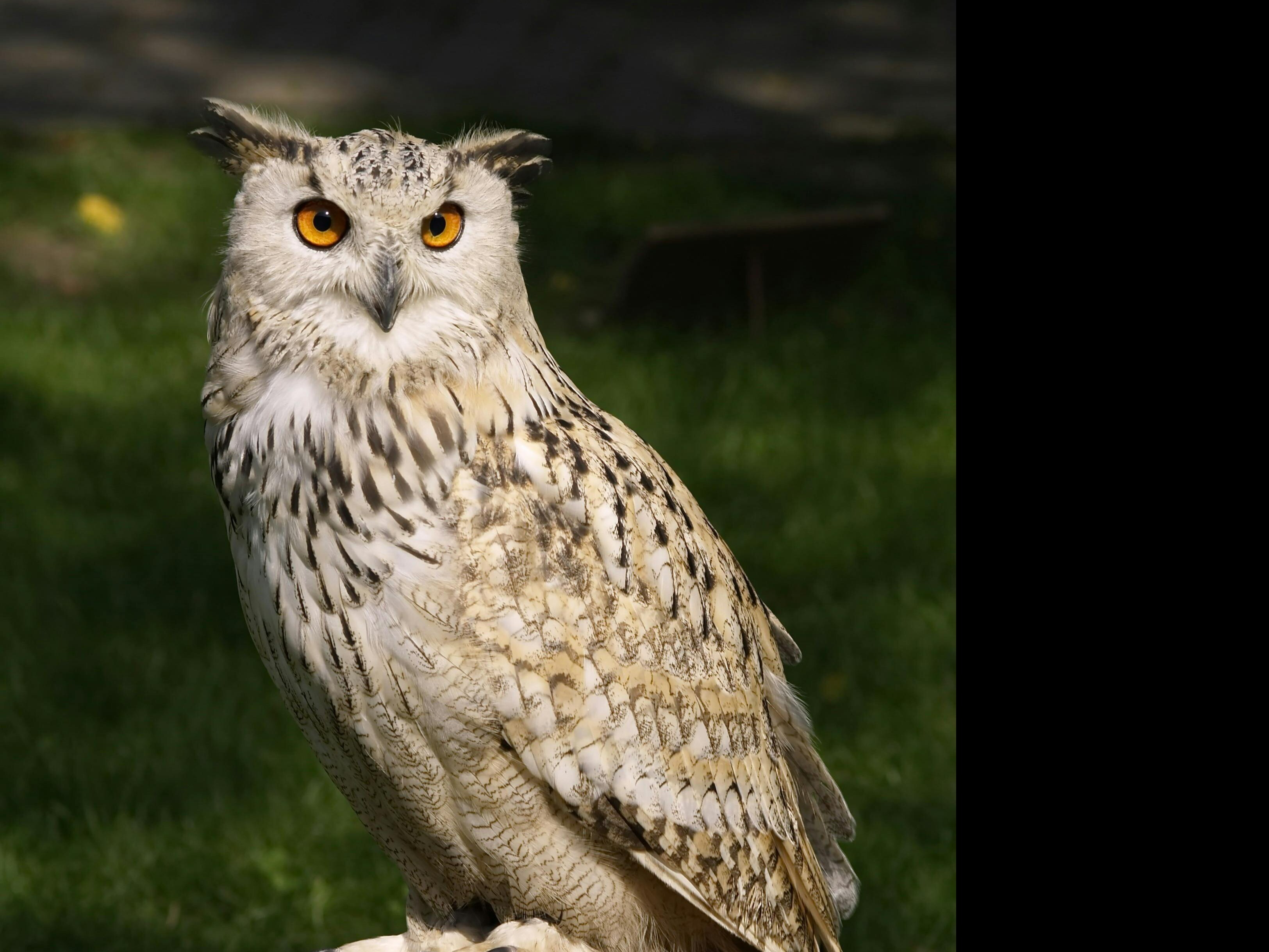 8 Fascinating Facts About Owls