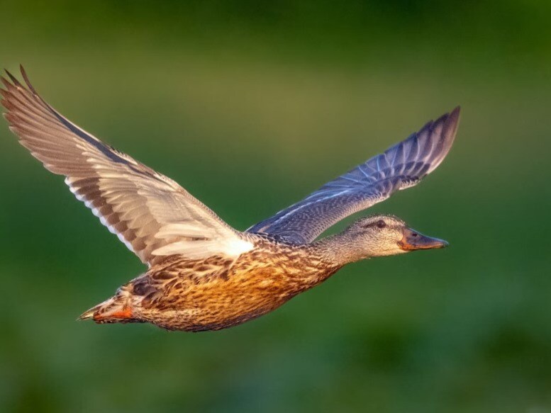 8 Highest Flying Birds In The World