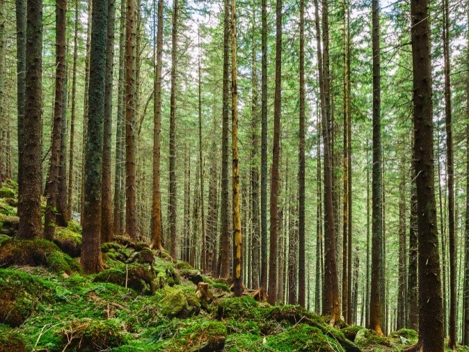 8 Oldest Forests In The World
