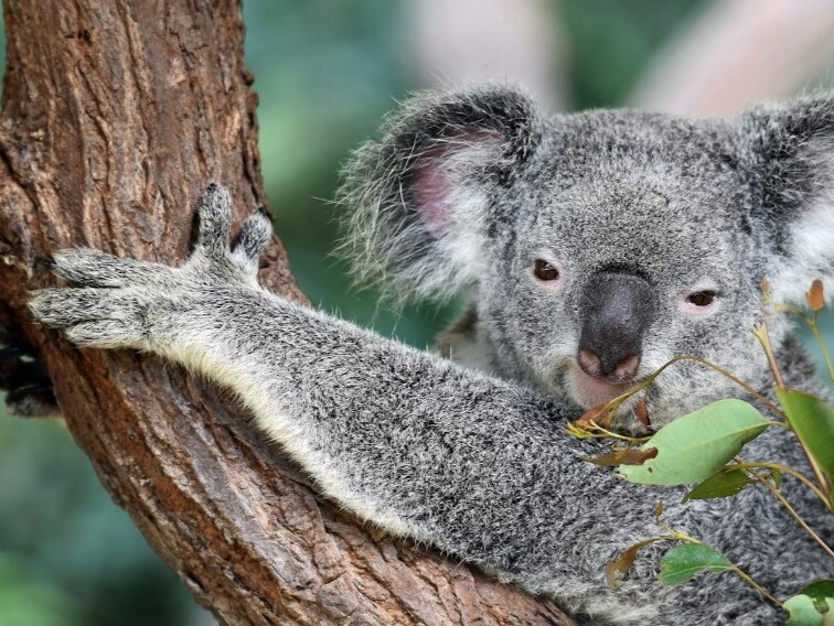 8 Slowest Animals In The World