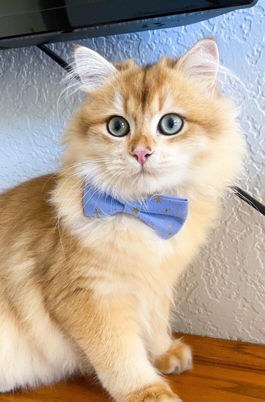 Are There Cat Breeds That Stay Small