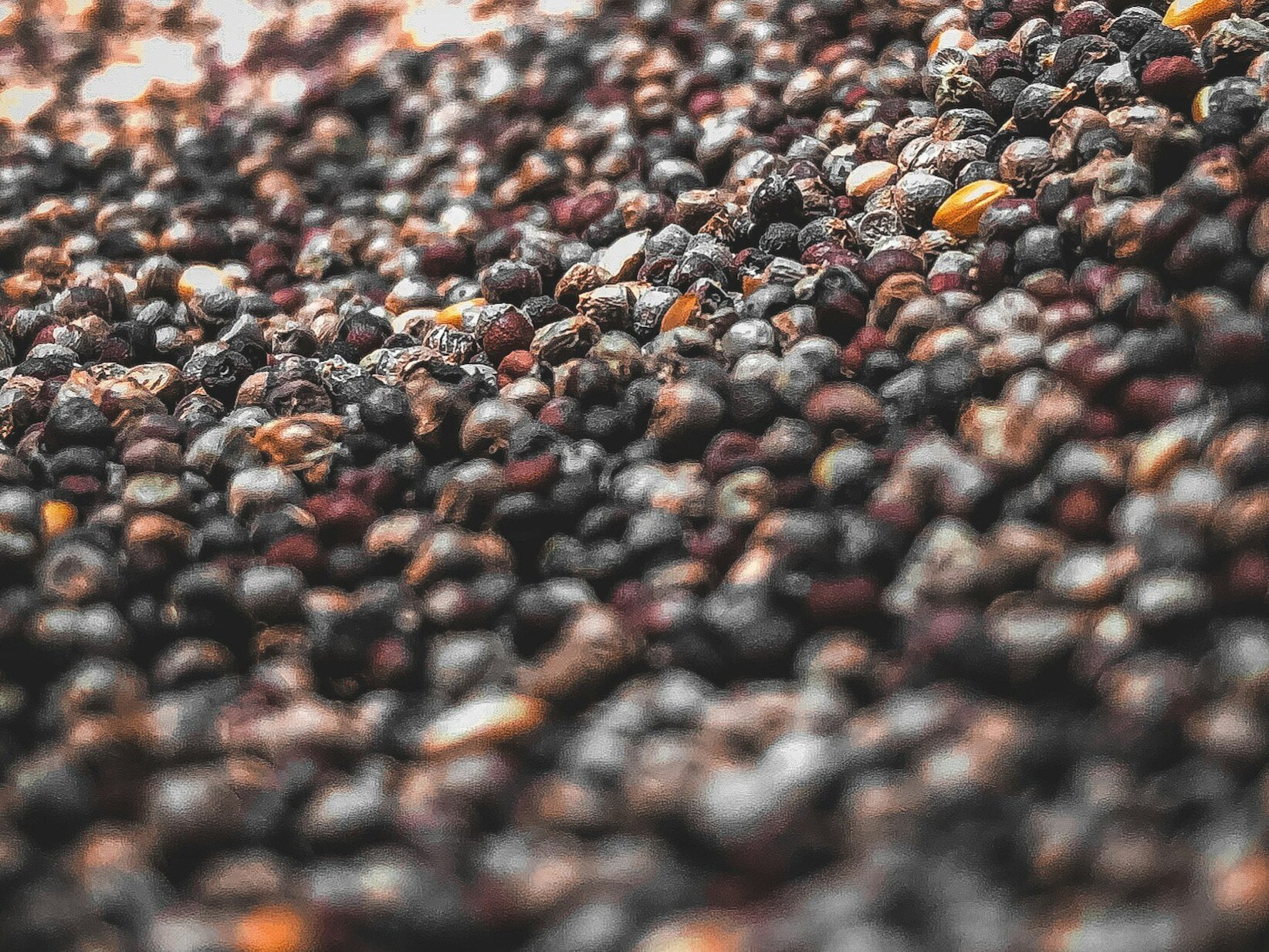 Finger Millet Benefits: रागी को डाइट में शामिल करने के 6 बड़े कारण