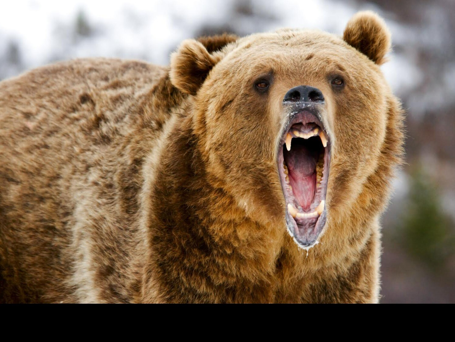 All You Need To Know About Apex Predators