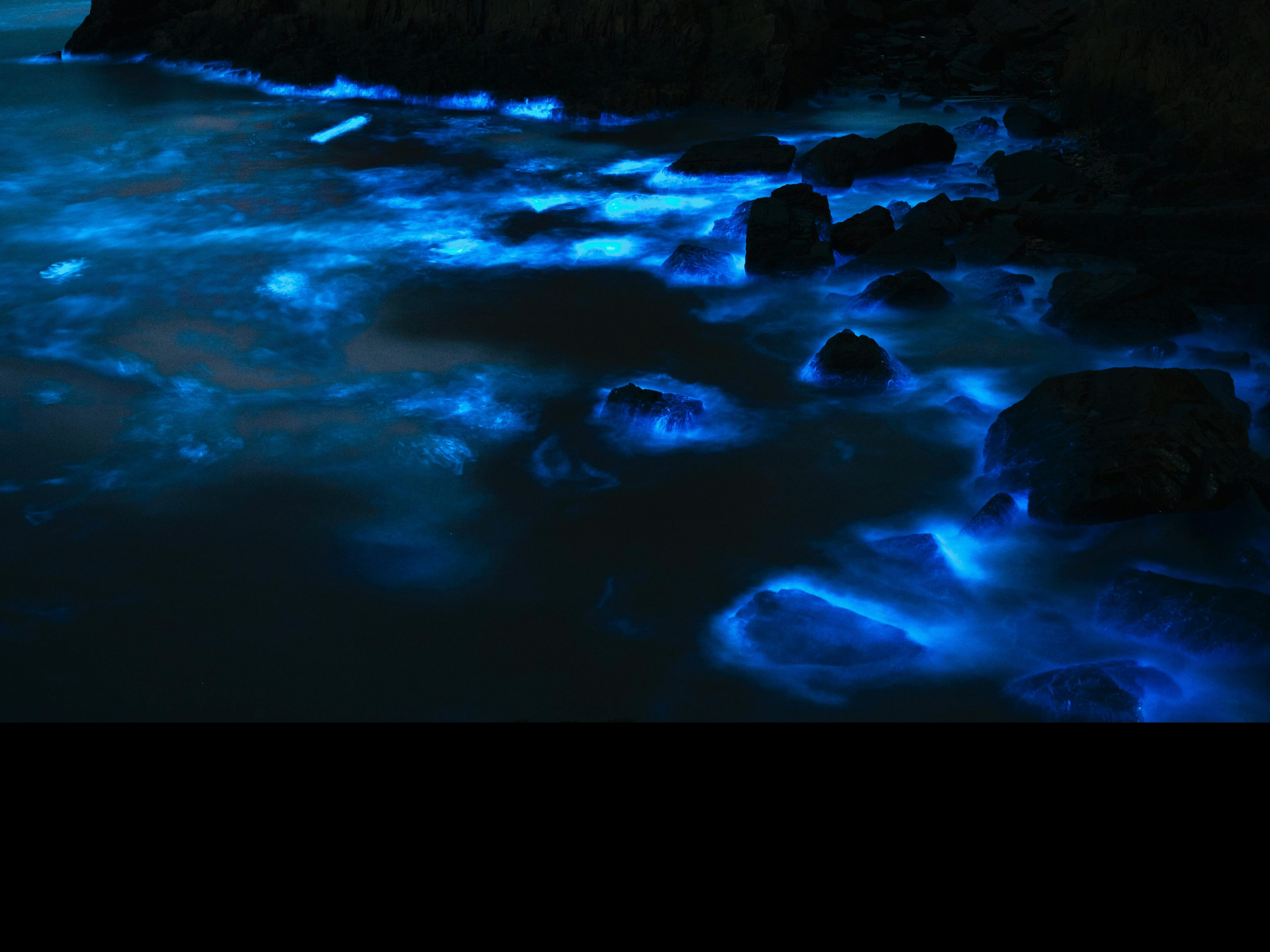 All You Need To Know About Bioluminescent Algae