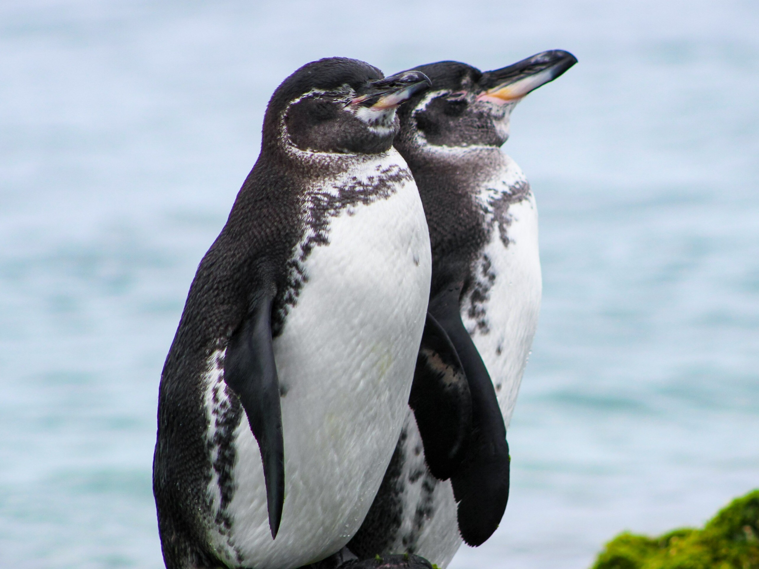 Amazing Facts About Galapagos Penguin
