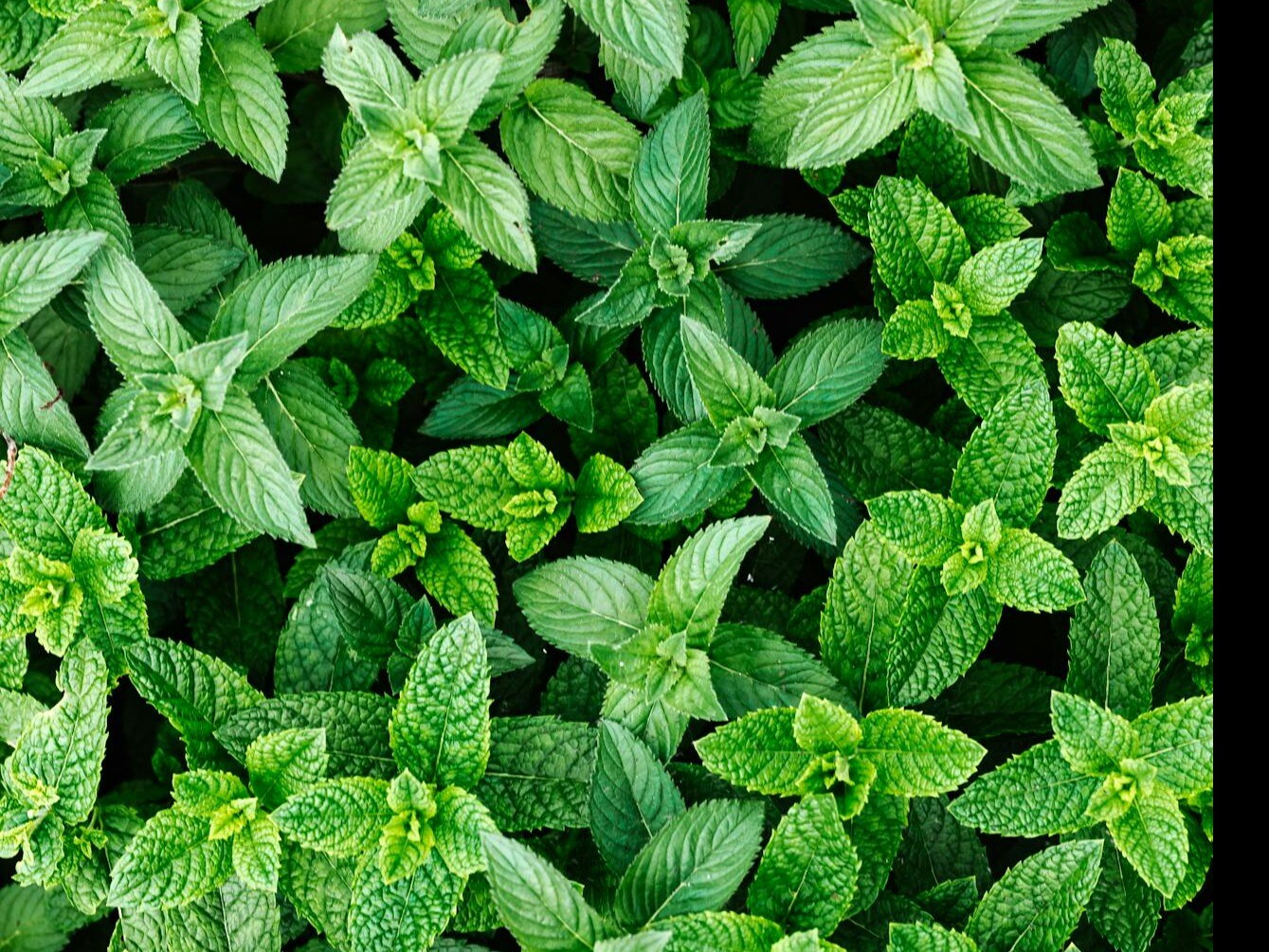 Amazing Health Benefits Of Mint Leaves