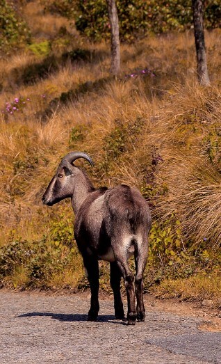 High Altitude Animals