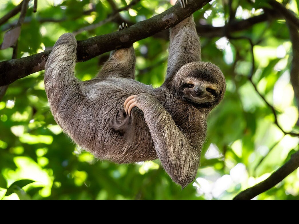 Animals Known For Their Peaceful Nature