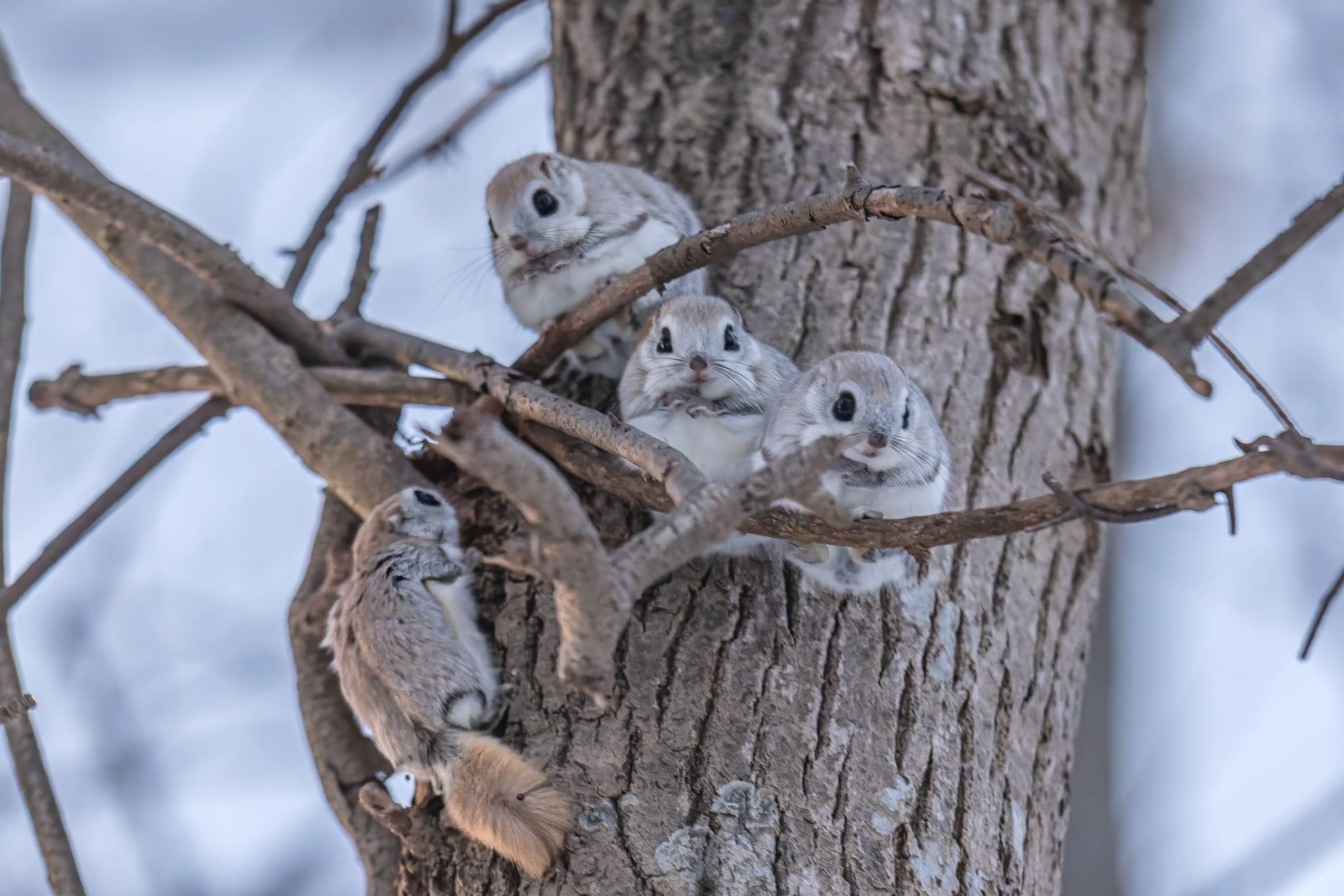 Examples Of Mammals That Can Fly