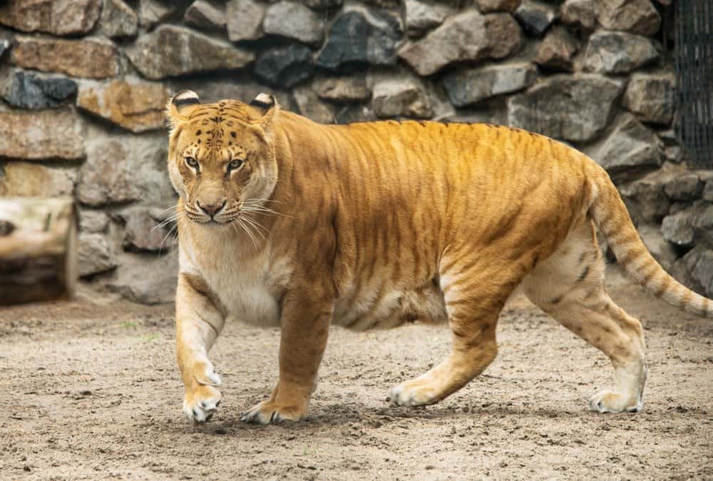 Cross Breed Animals In The Wild