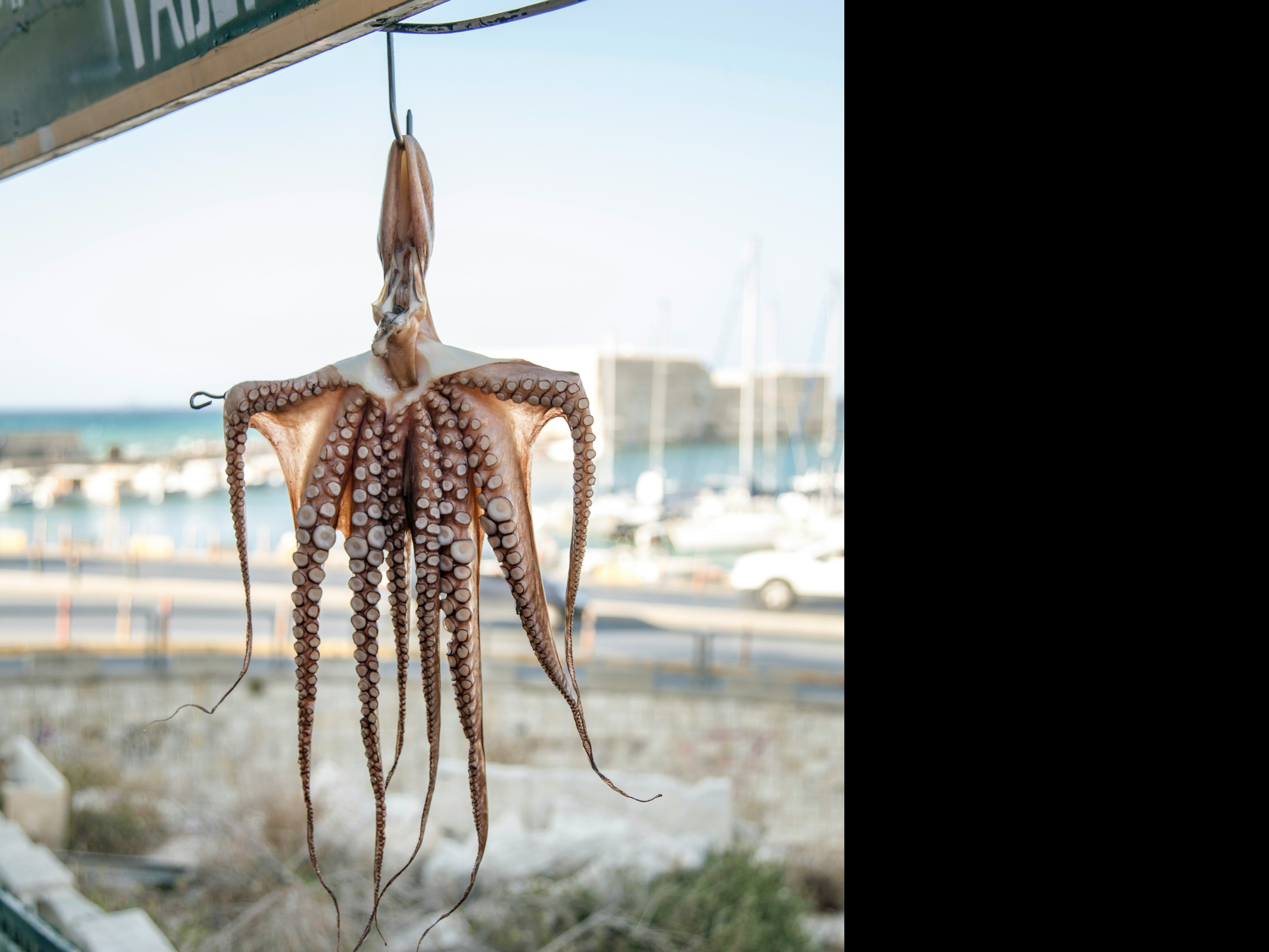 Animals That Don't Have Red Blood