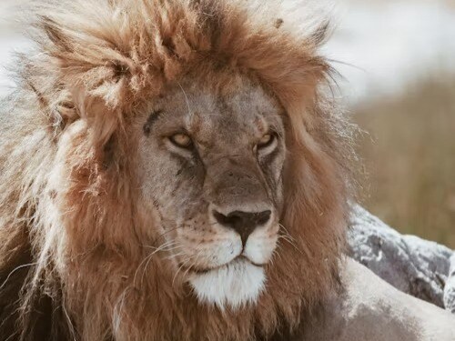 Animals That Eat Their Own Kind
