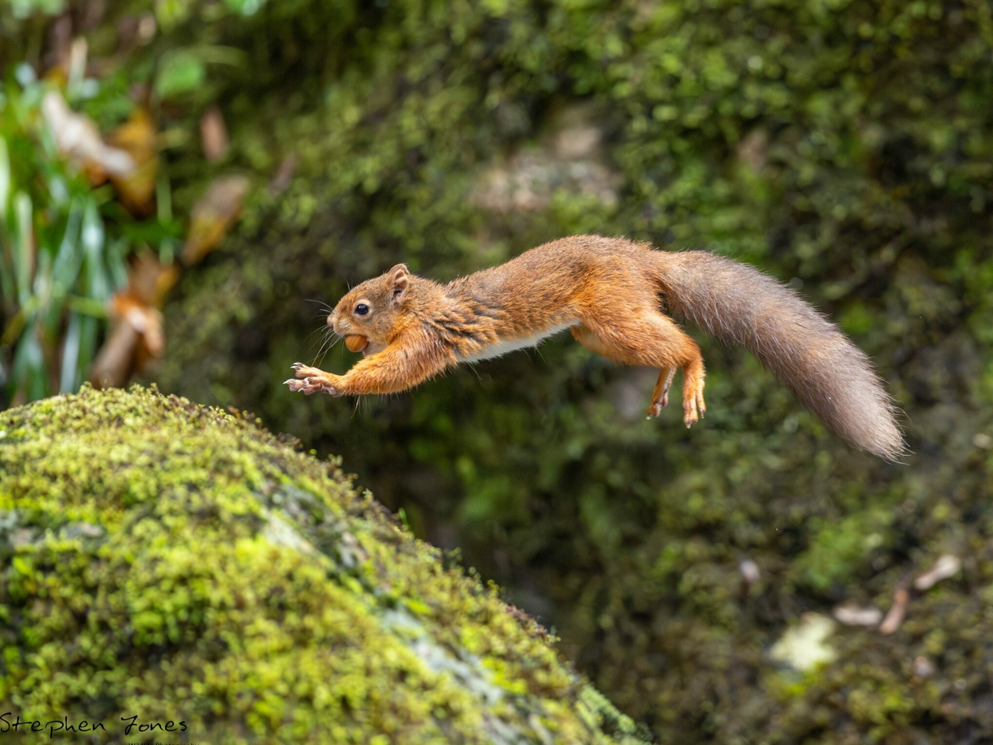 Animals That Fly, Walk And Swim