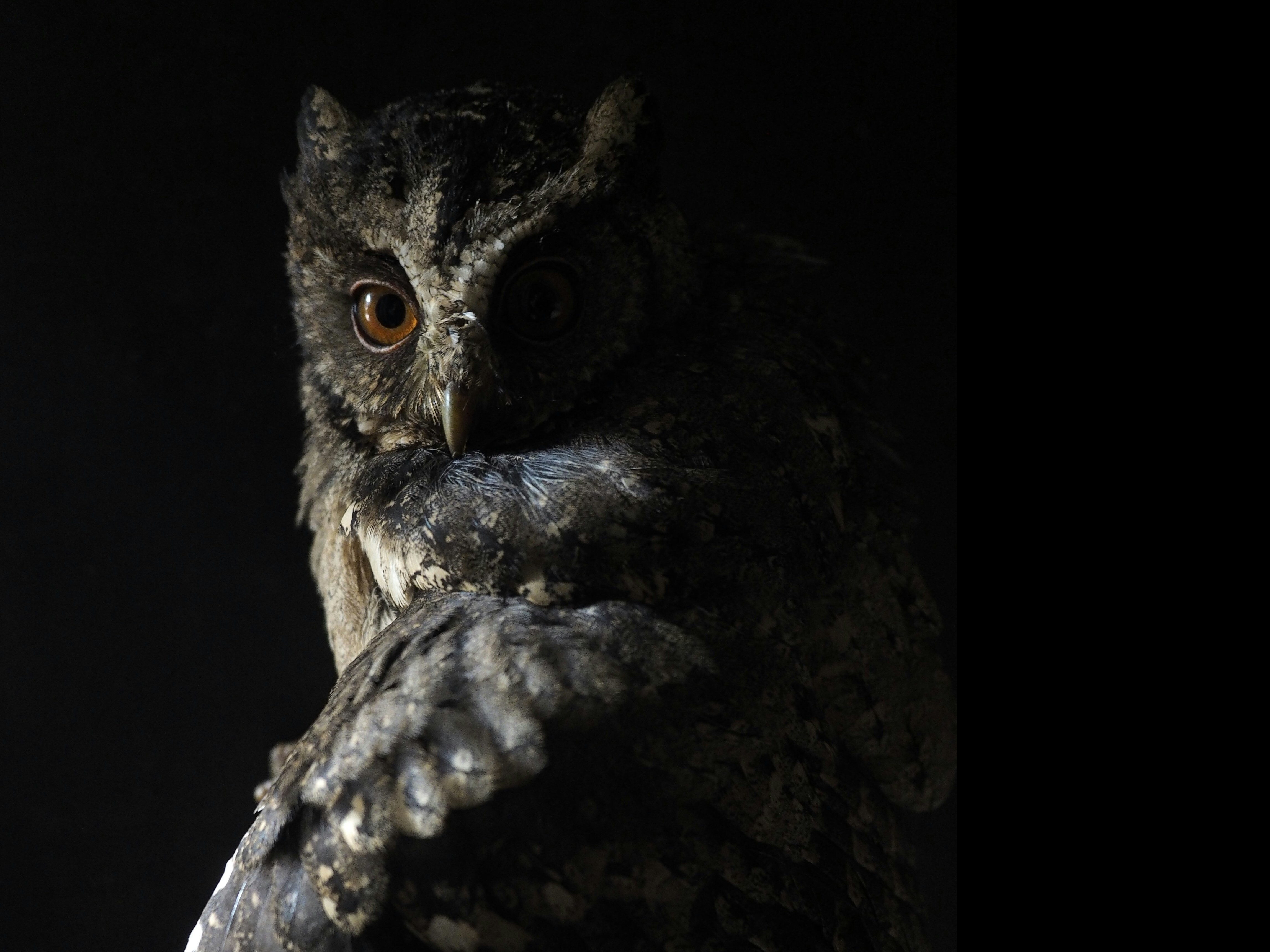 Animals That Hunt At Night