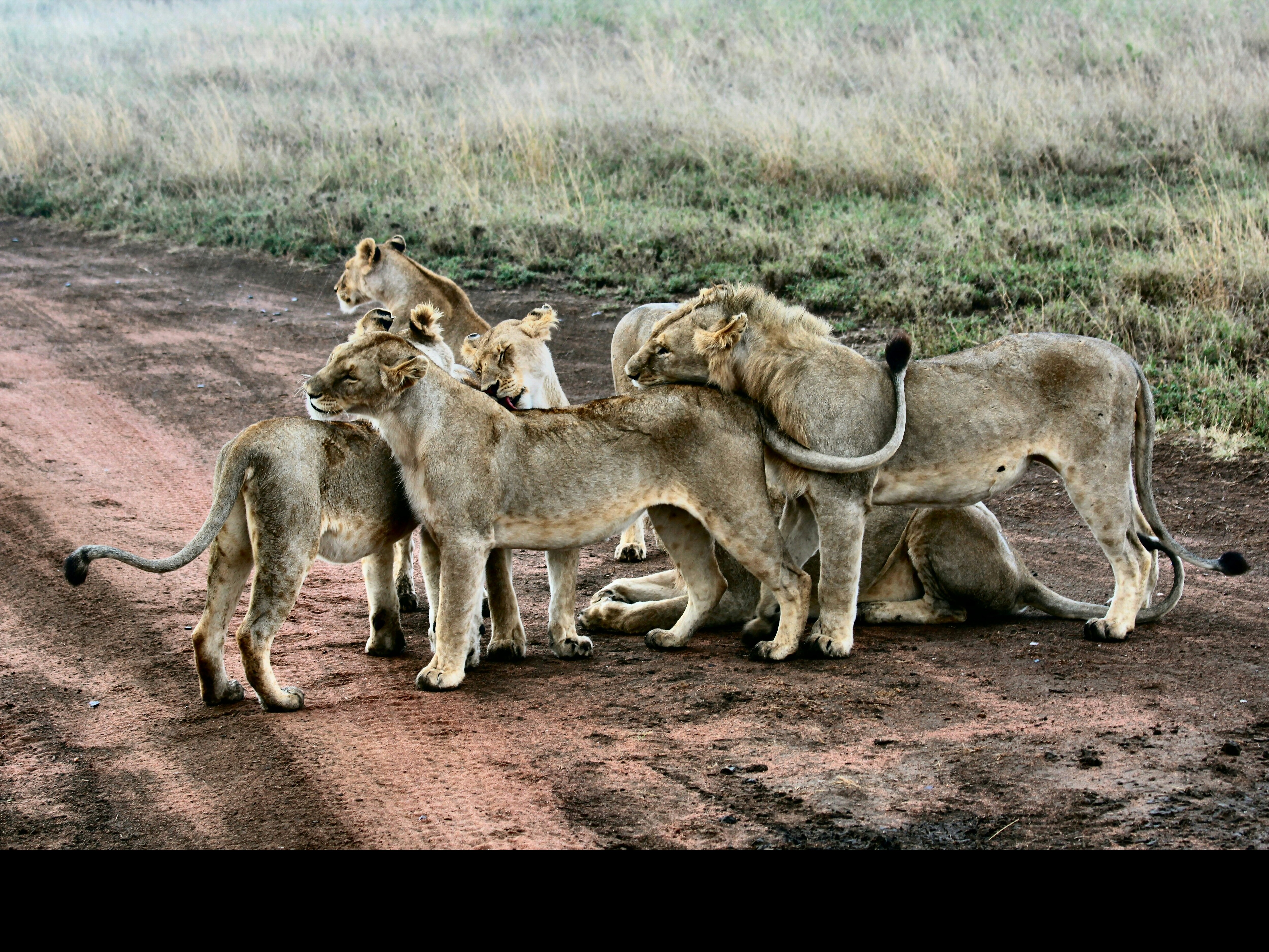 Animals That Hunt In Packs