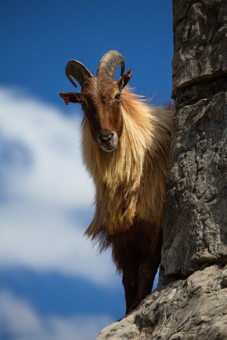 High Altitude Animals