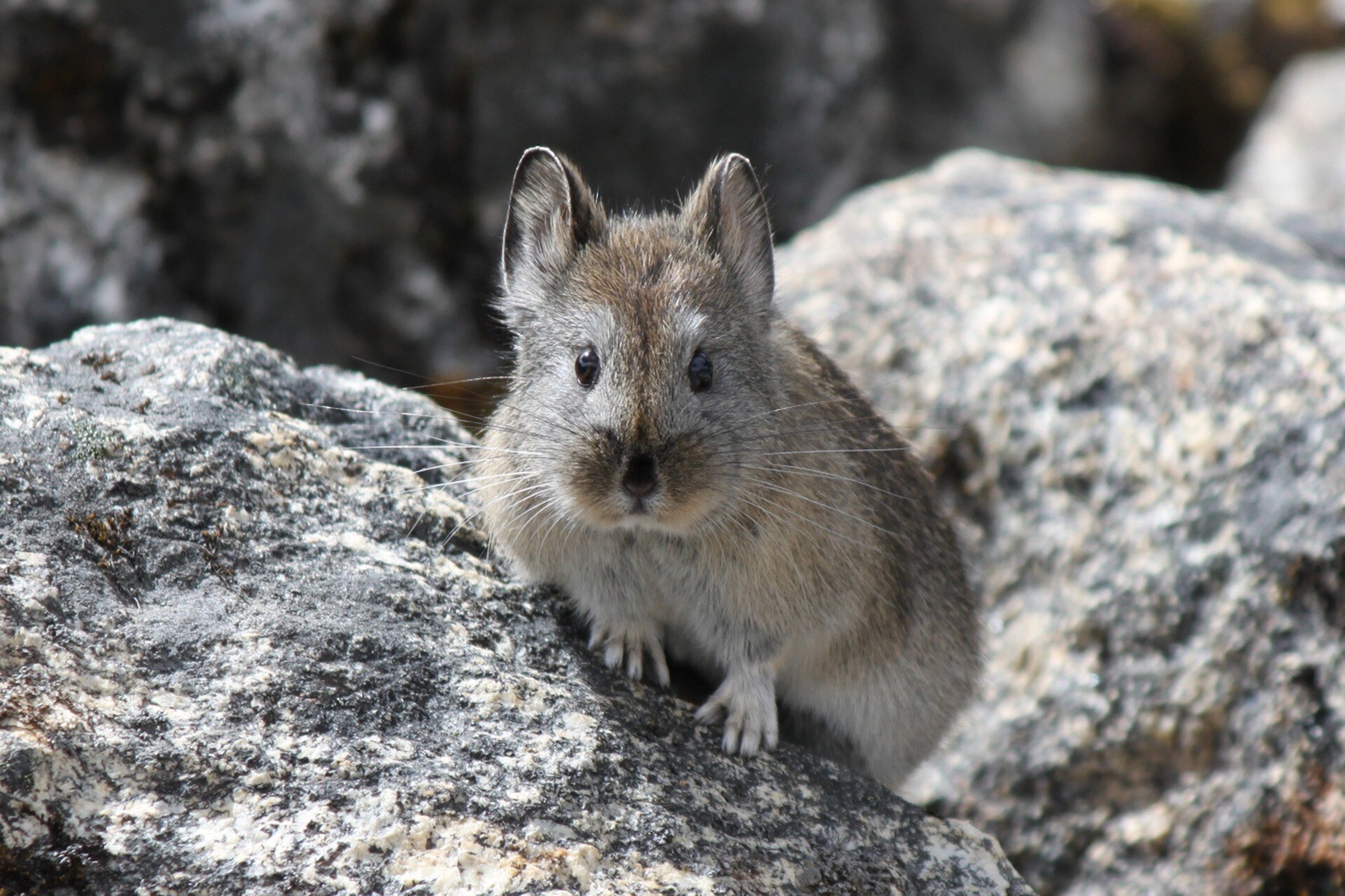 High Altitude Animals