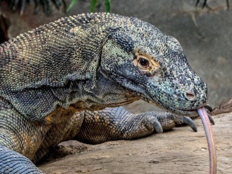 Animals That Look Similar To Dragons