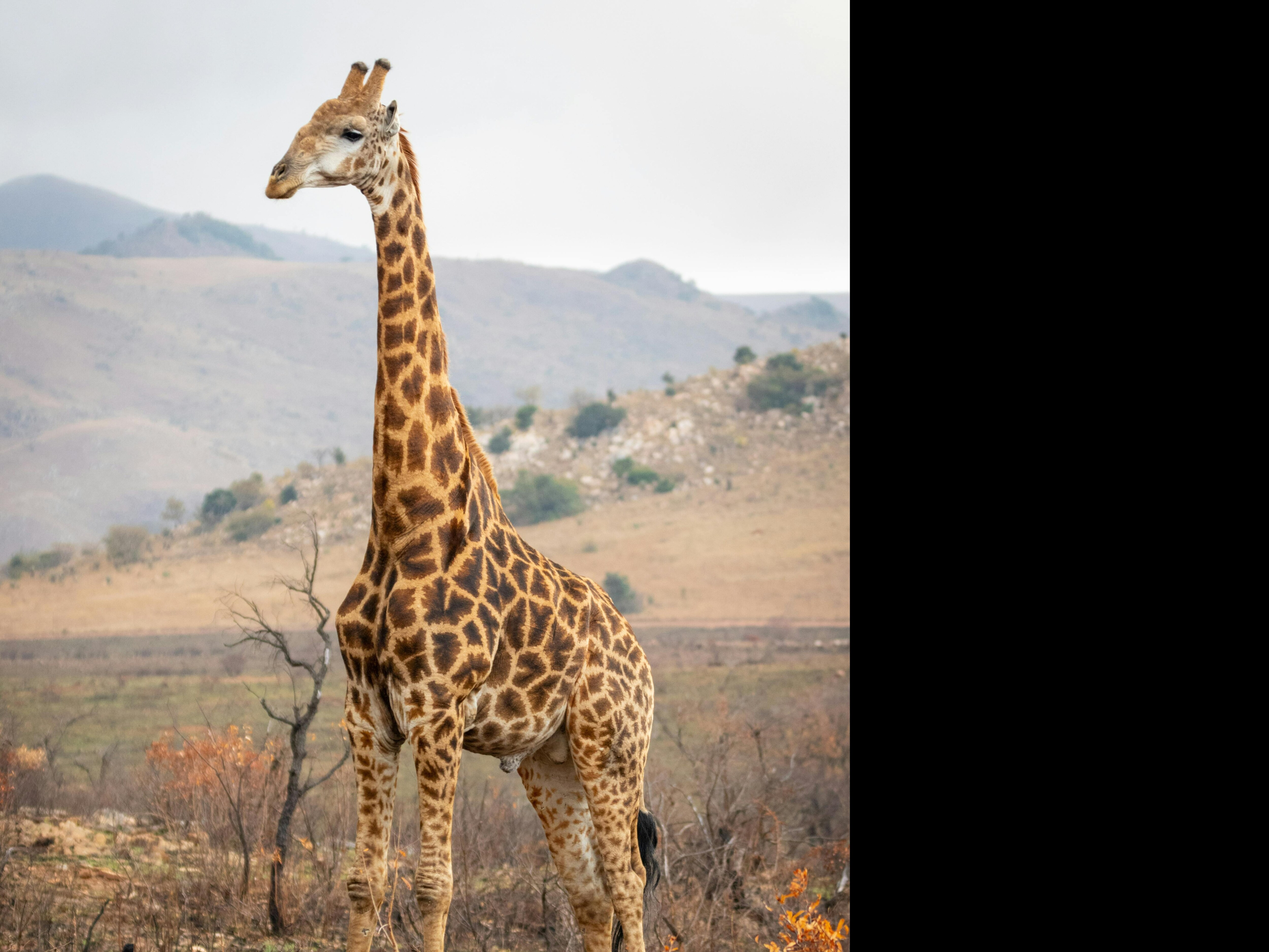 Animals That Take Power Naps