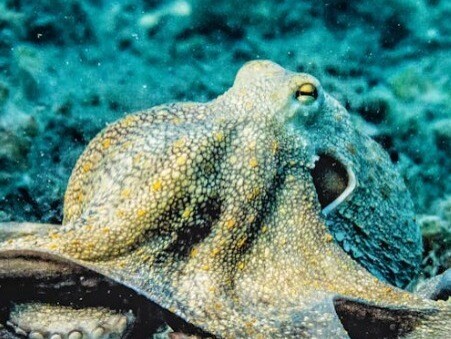 Animals Whose Blood Isn't Red