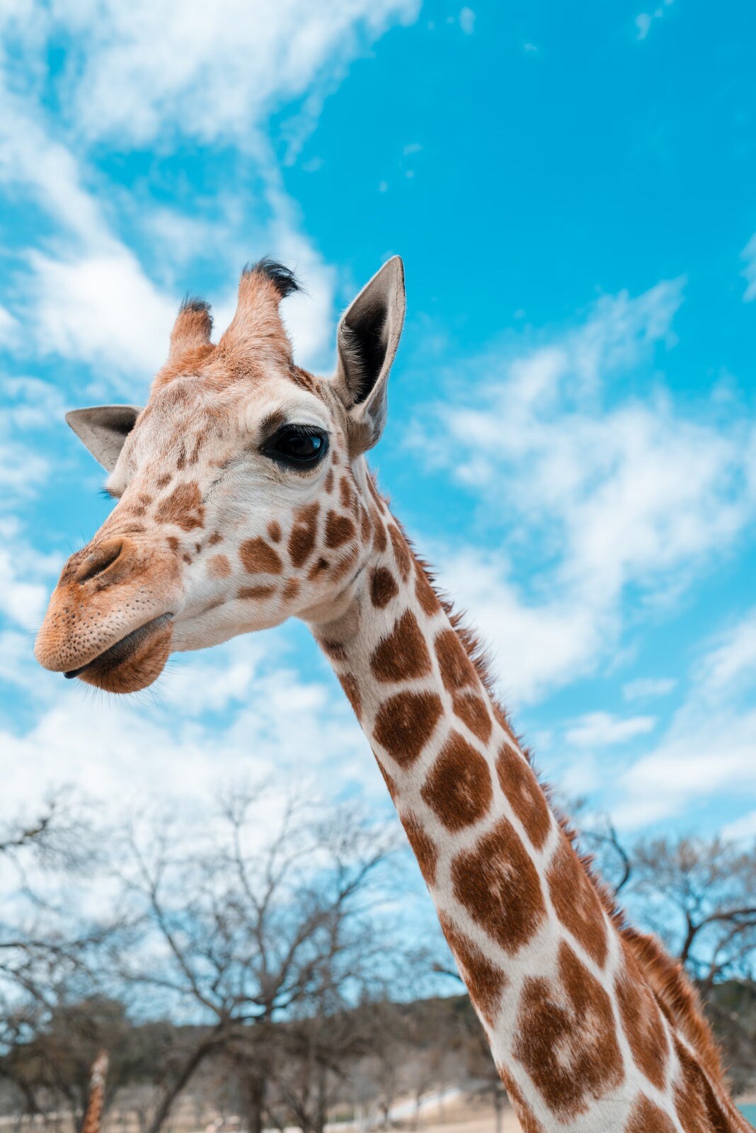 Giraffe Tongue Blue