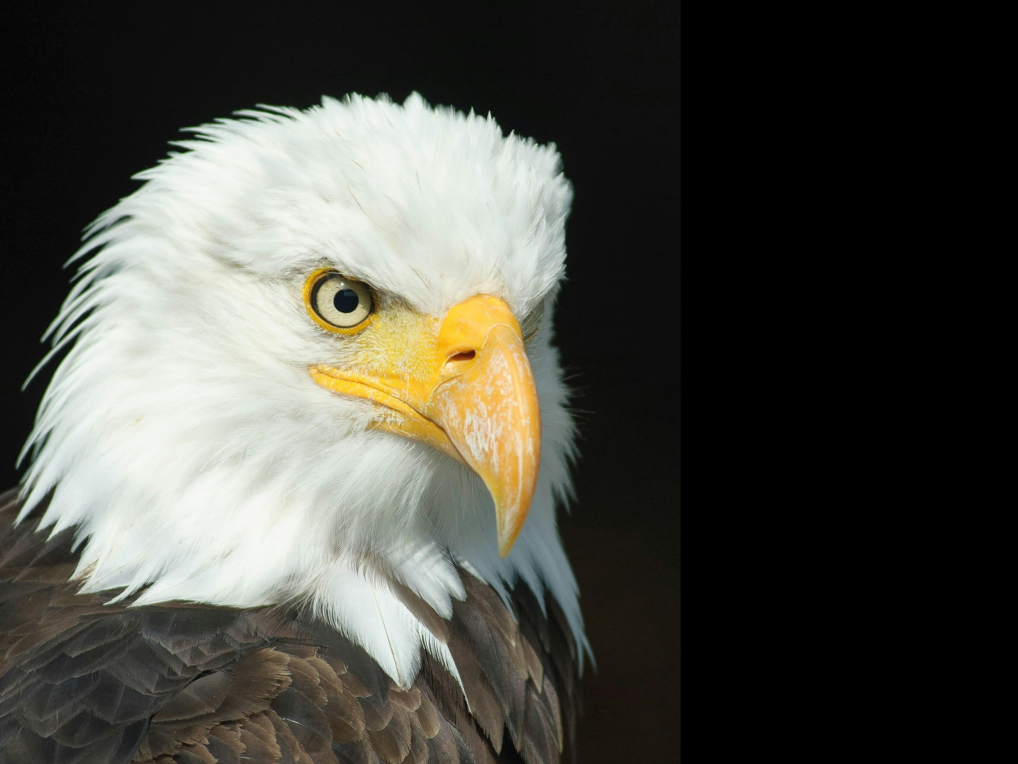 Animals With Sharpest Vision