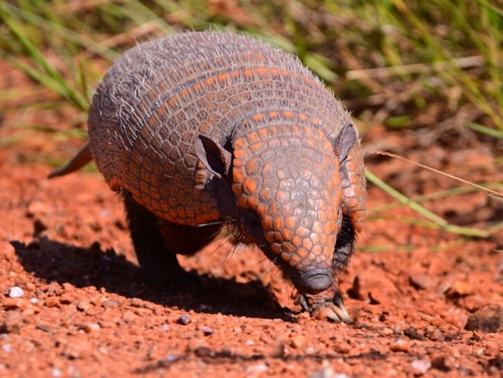 Animals With Thickest Skin