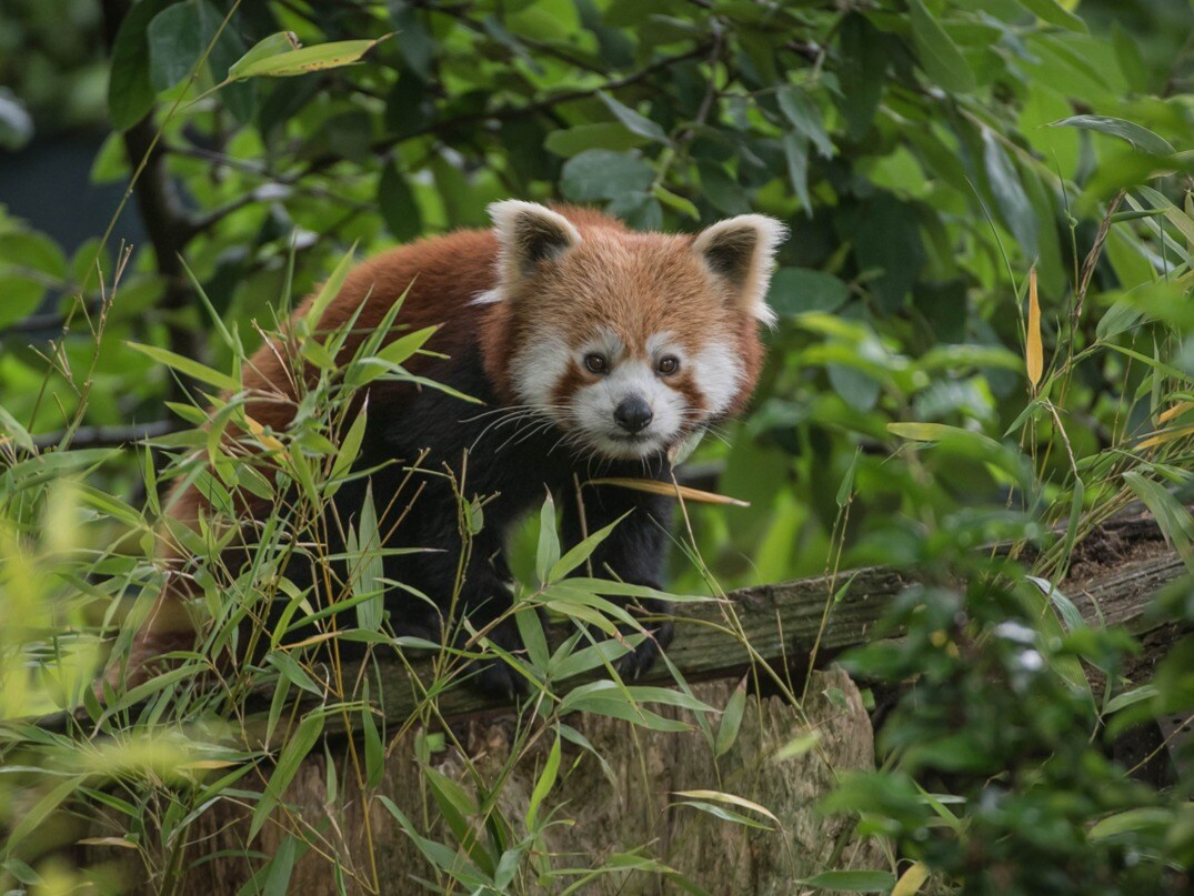 Animals With Wrong Names