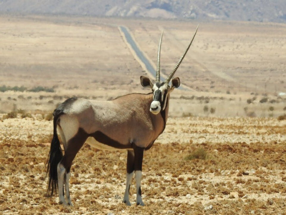 Antelope vs Gazelle: What's The Difference