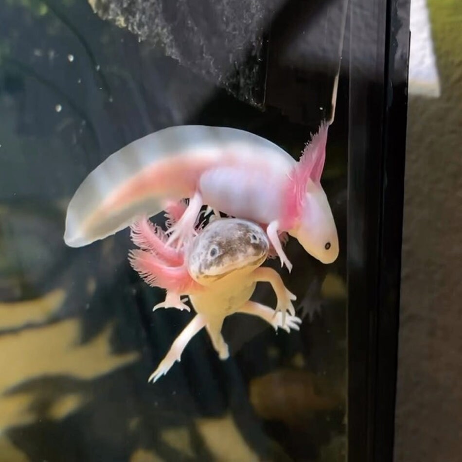 Pink Salamander Thing