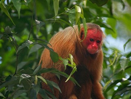 Bald Uakari: Why This Monkey Is Red-Faced