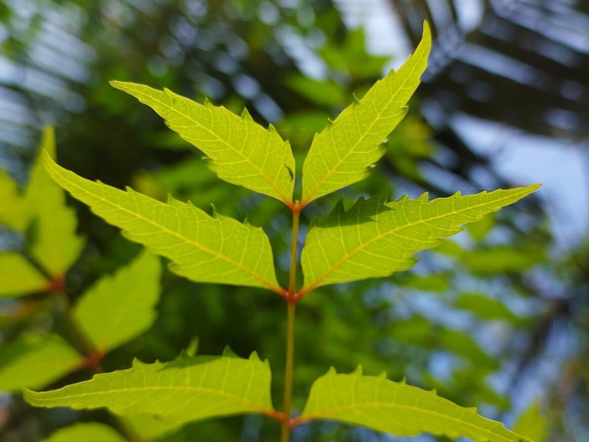 Benefits Of Chewing Neem Leaves Daily