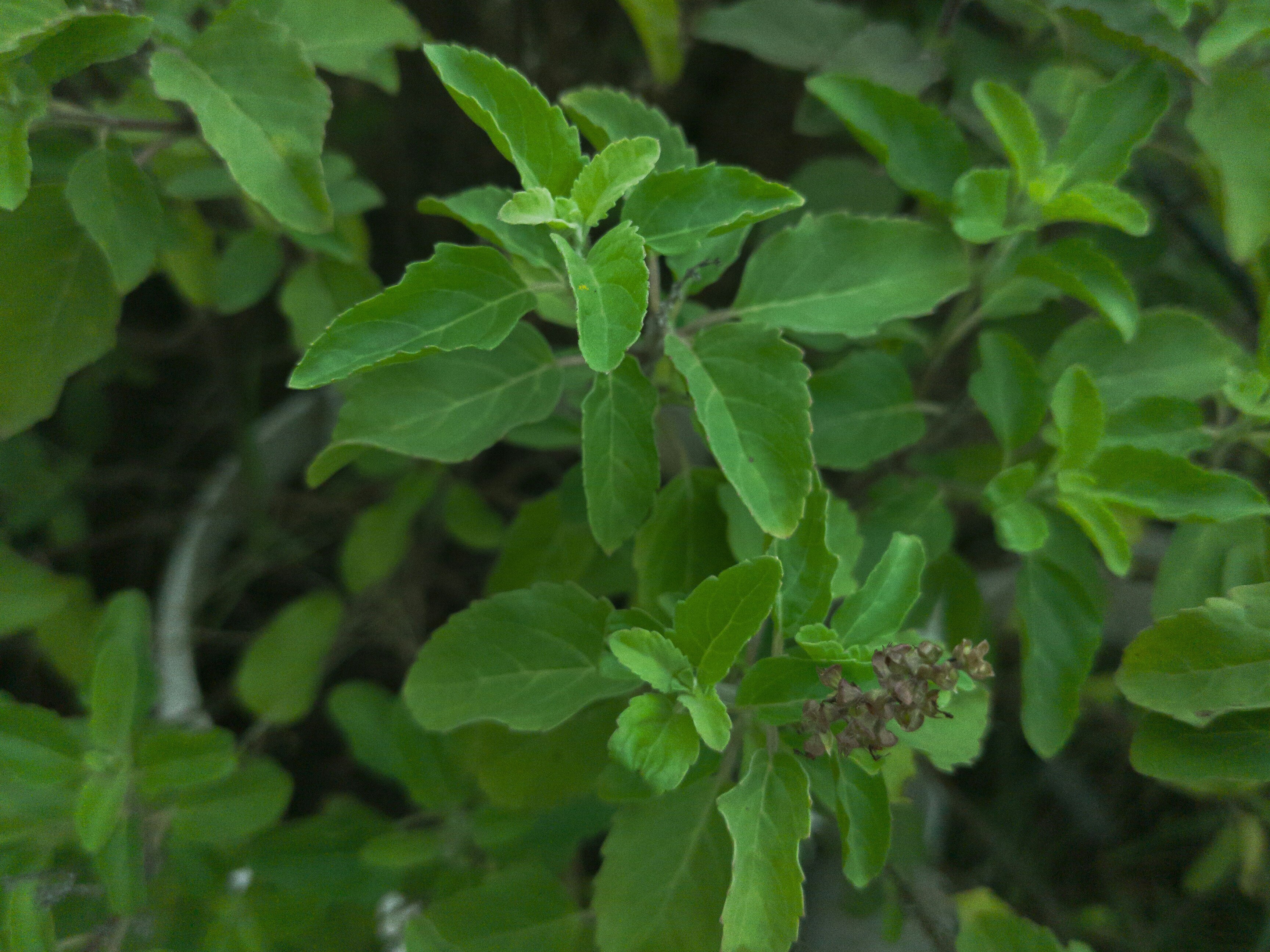 Benefits Of Eating Tulsi Leaves Every Morning