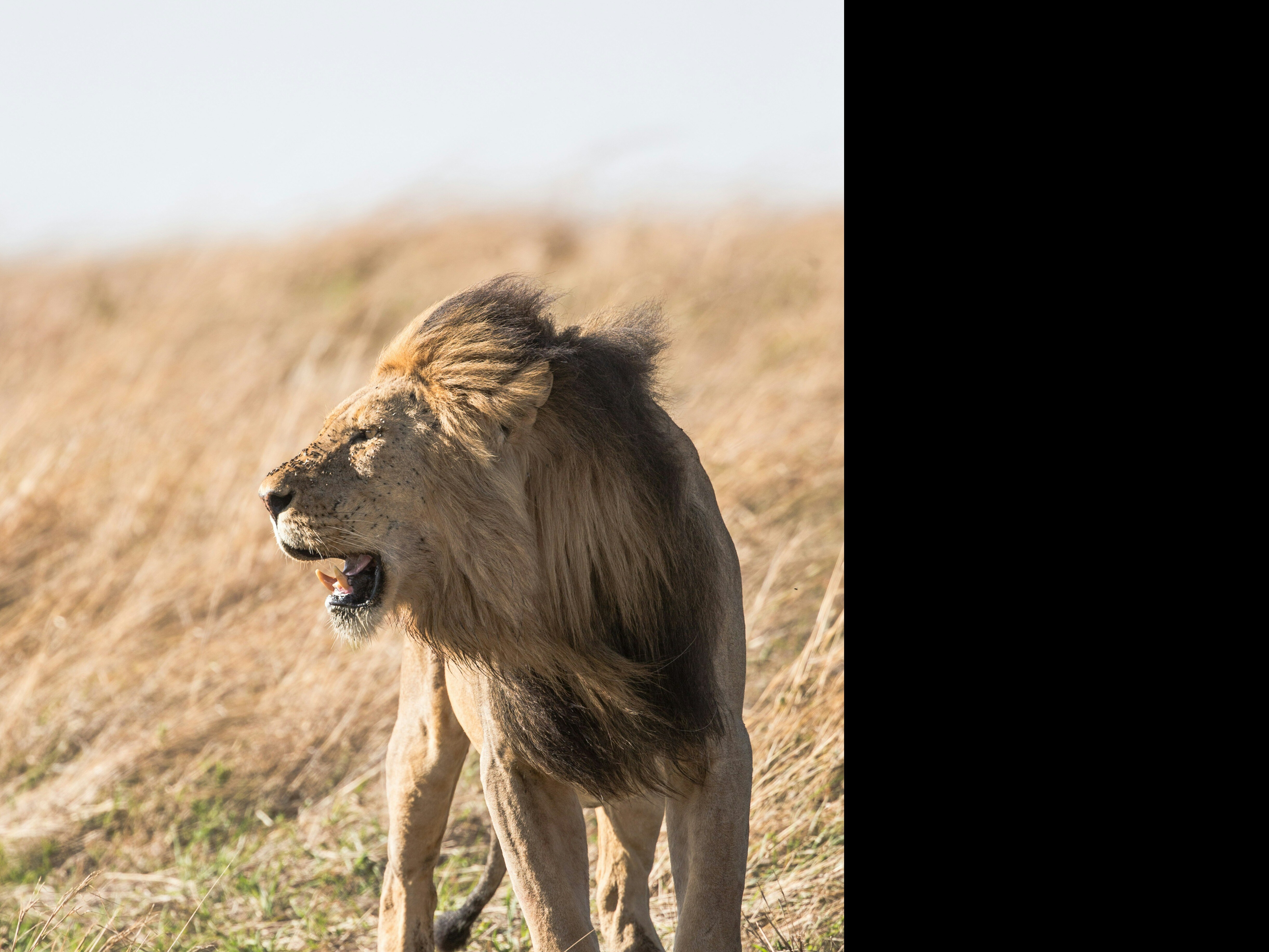 Best Examples Of Sexual Dimorphism In Animals